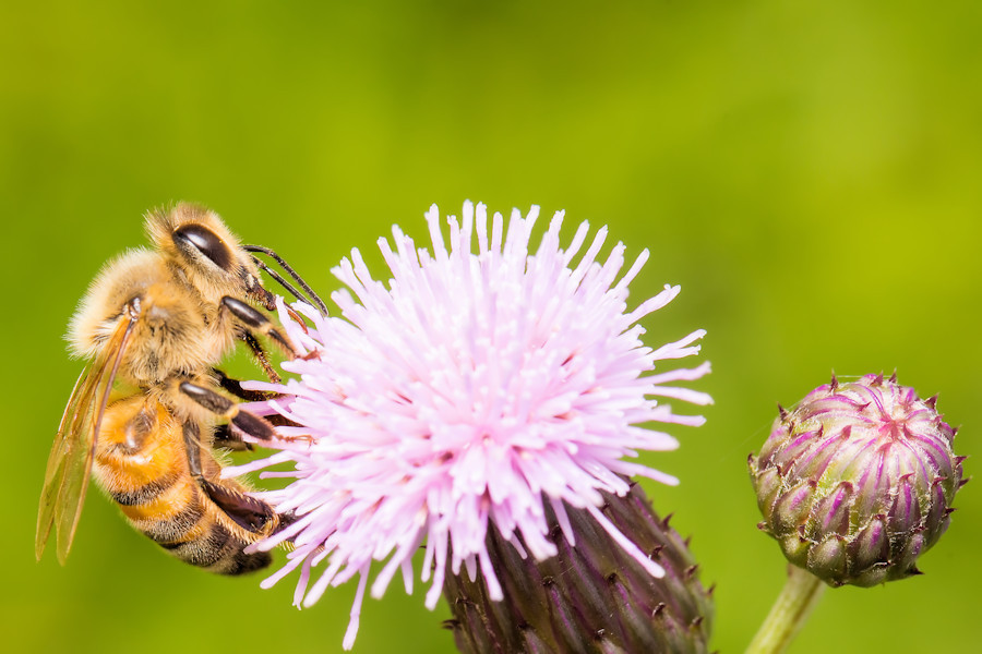 Biene - Bild 691 Bildergalerie Fliegen-Hummeln-Bienen-Wespen