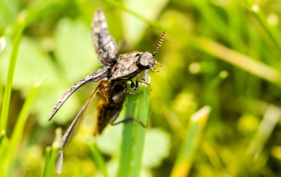 Kaefer - Bild 186 Bildergalerie Kaefer