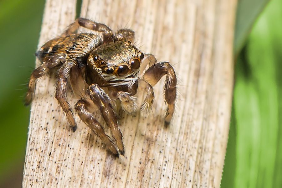 kleine Springspinne - Bild 222 Bildergalerie sonstige-Spinnen