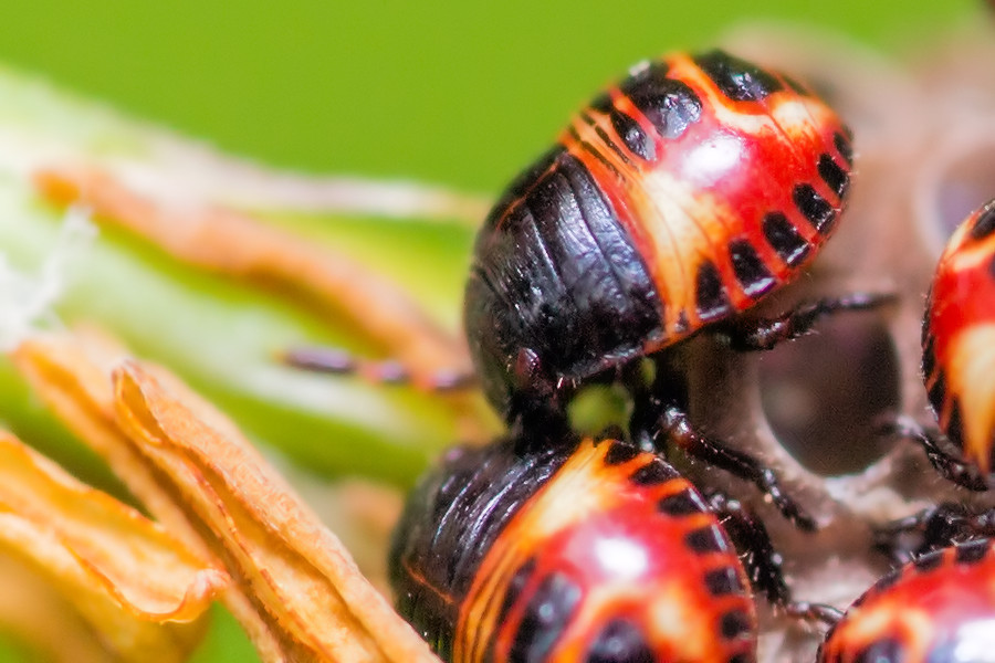 Nymphen einer Wanze - Bild 181 Bildergalerie sonstige-Tiere