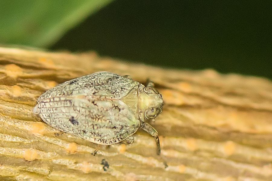 kleine Wanze - Bild 296 Bildergalerie sonstige-Tiere