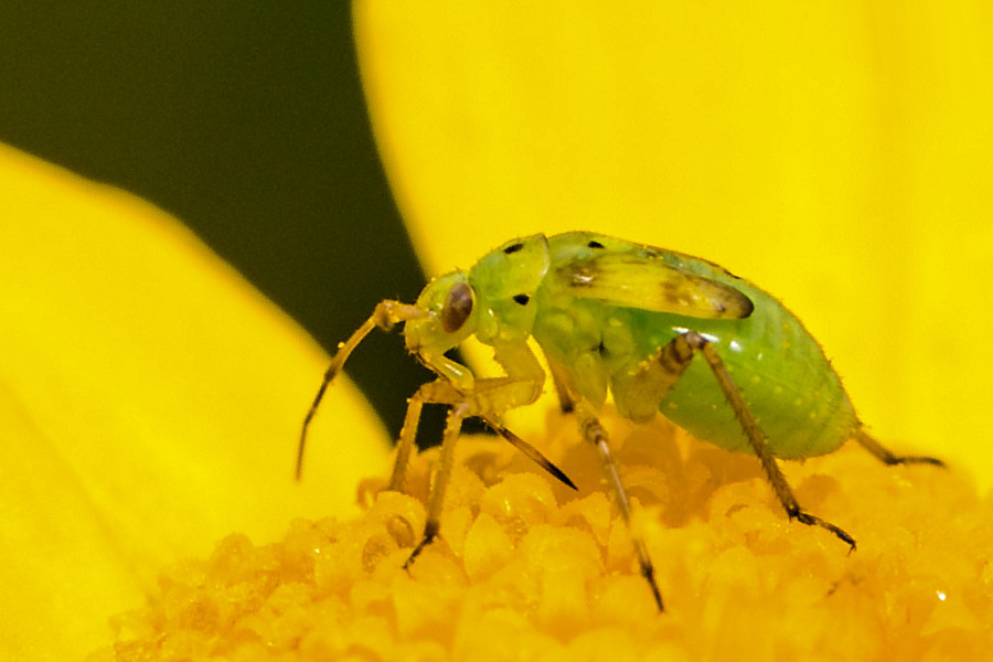 kleine Wanze - Bild 214 Bildergalerie sonstige-Tiere