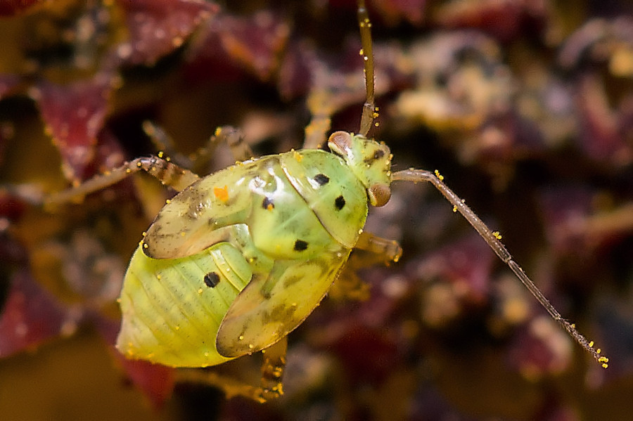 sehr kleine Wanze - Bild 196 Bildergalerie sonstige-Tiere
