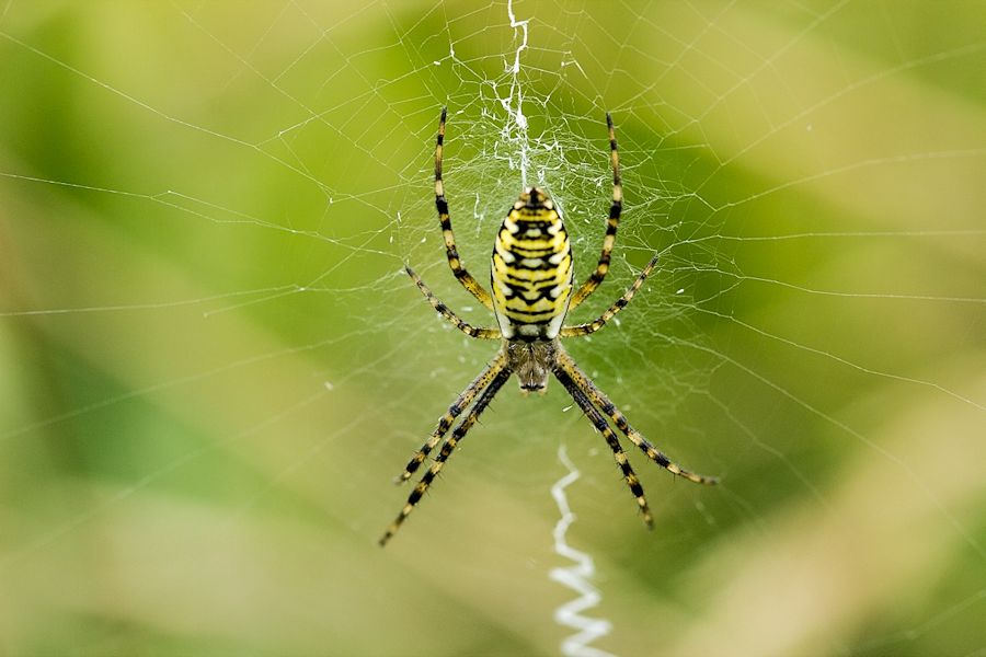 Wespenspinne - Bild 162 Bildergalerie wespenspinnen 75