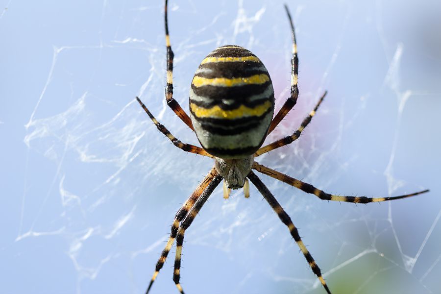 Wespenspinne - Bild 143 Bildergalerie wespenspinnen 94
