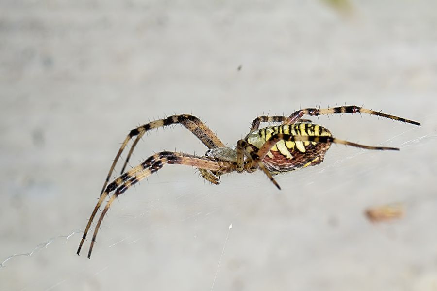 Wespenspinne - Bild 141 Bildergalerie wespenspinnen 96