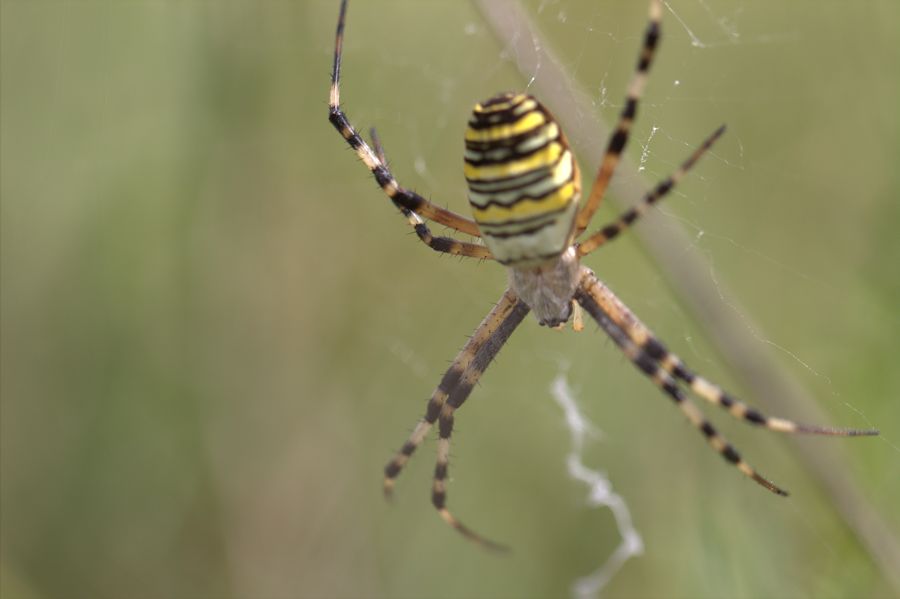 Wespenspinne - Bild 163 Bildergalerie wespenspinnen 74